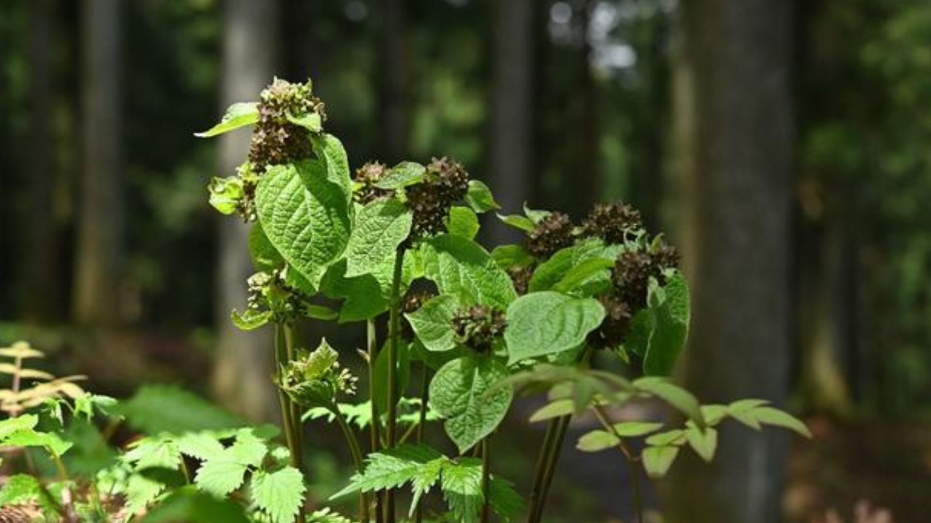 Deceptive scent: Japanese plant mimics smell of injured ants to lure ...