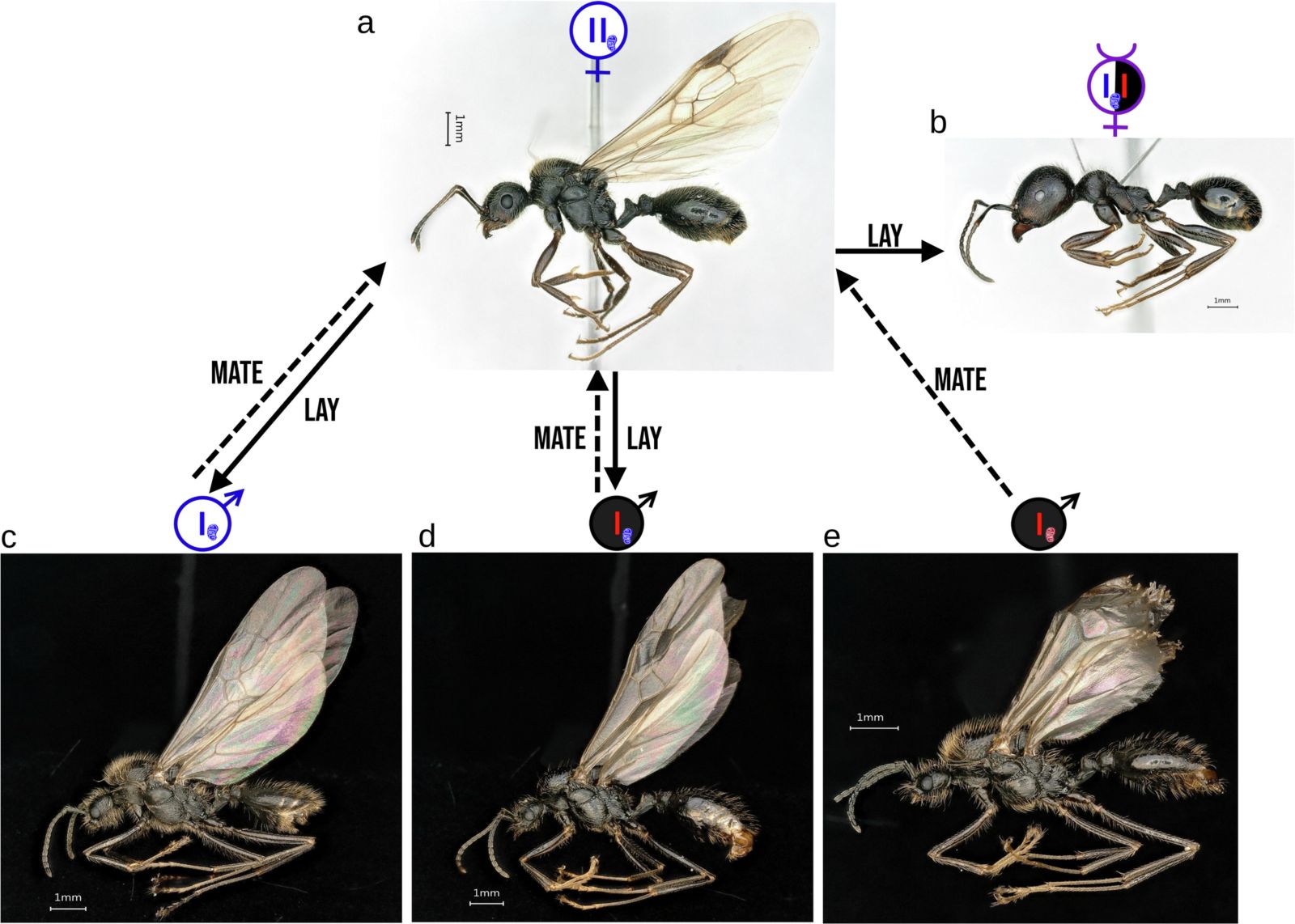 🐜 Unprecedented: this ant gives birth to two different species