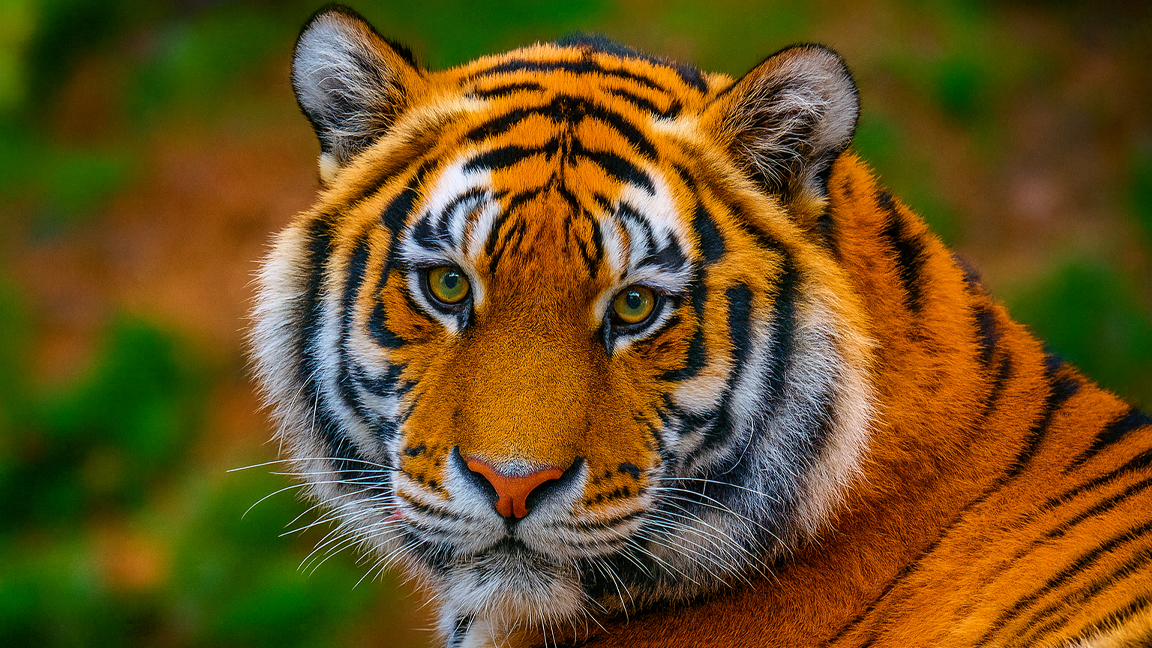 The Majesty of Tigers – Wildlife Close-Up in 4K