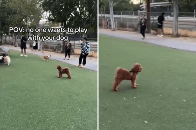 %%title%% Hearts Break for Dog Left Alone in Park As ‘No One Wants To ...