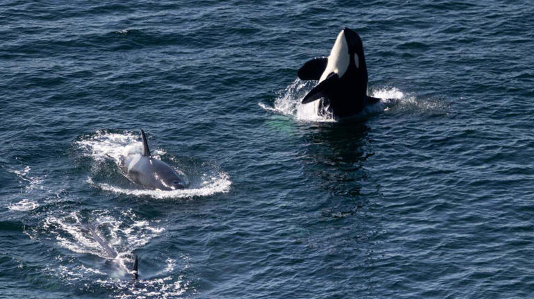 Watch: Endangered orca pod makes rare visit to Tacoma area with newborn ...