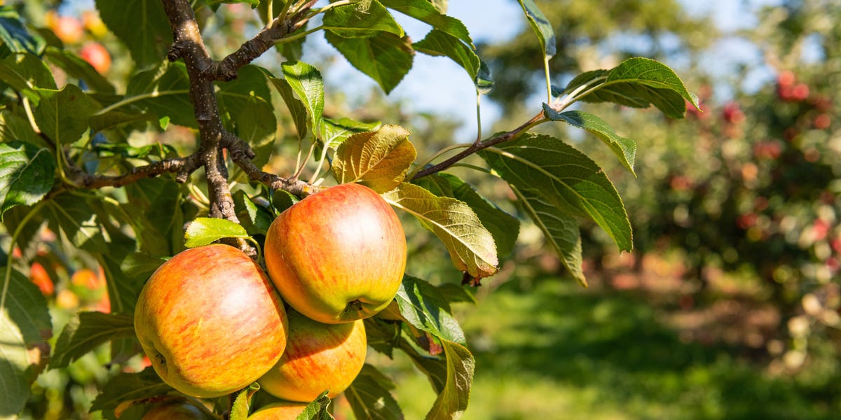 RHS 'apple ID' service is helping gardeners identify mystery fruit ...