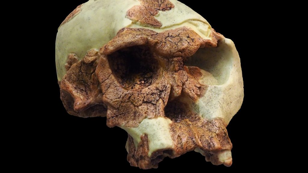 Early Humans Weren’t Apex Predators—Leopards Ate Them, Study Finds