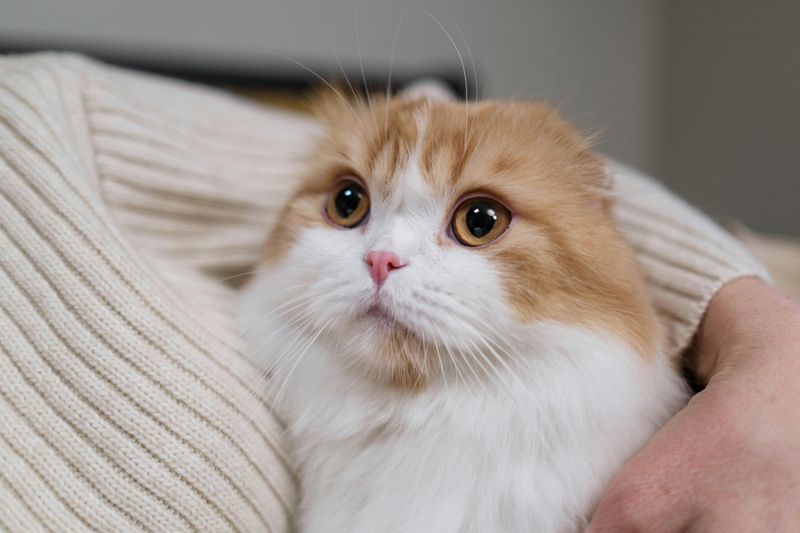 Common Human Behaviors That Cats Tend To Dislike