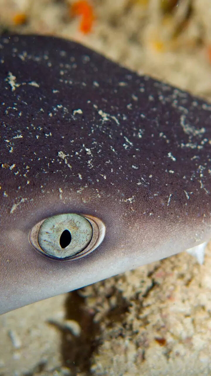 10 animals that live for over 100 years