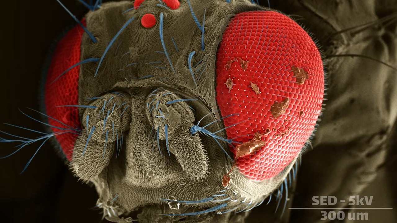 How a Fruit Fly Looks Under an Electron Microscope