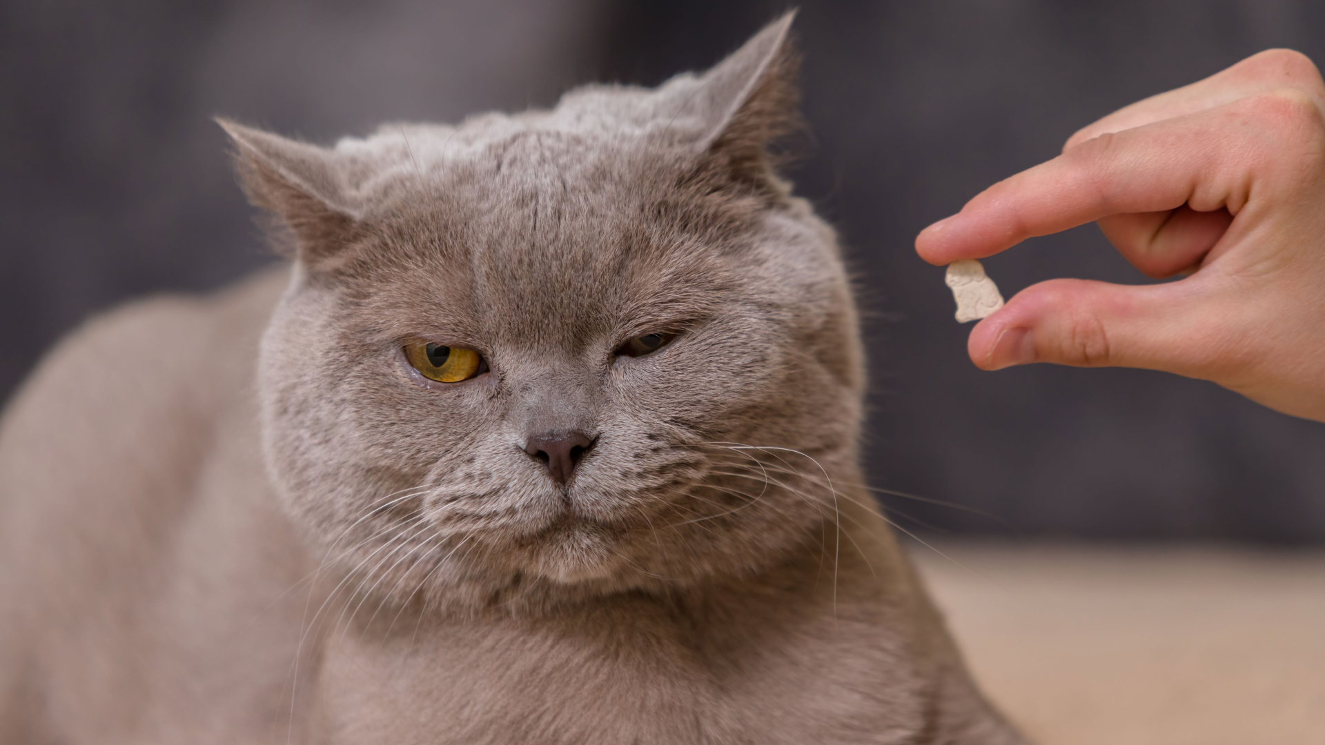 Common Human Behaviors That Cats Tend To Dislike