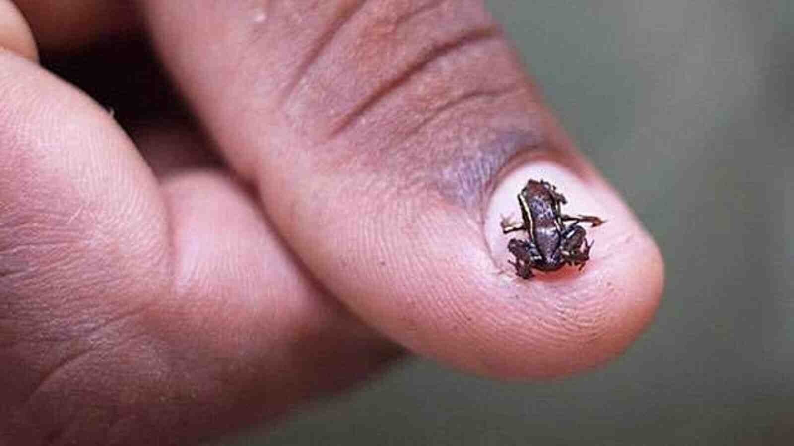 Big And Small Things With Humans For Scale