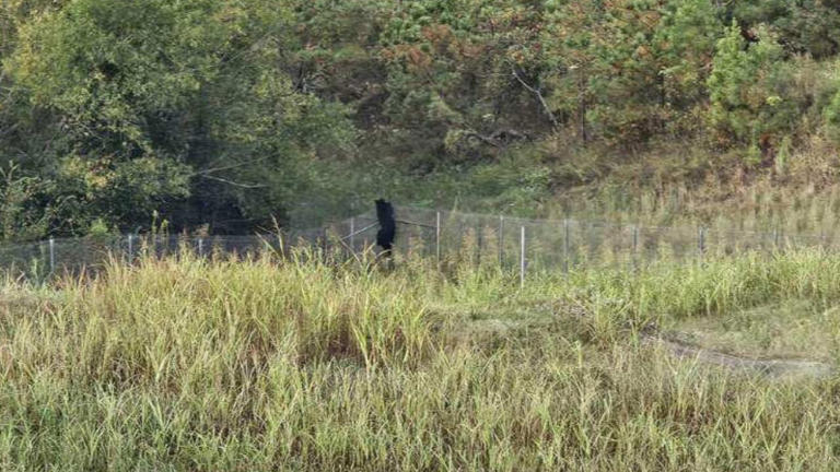 3 new bear sightings reported near Aiken County schools