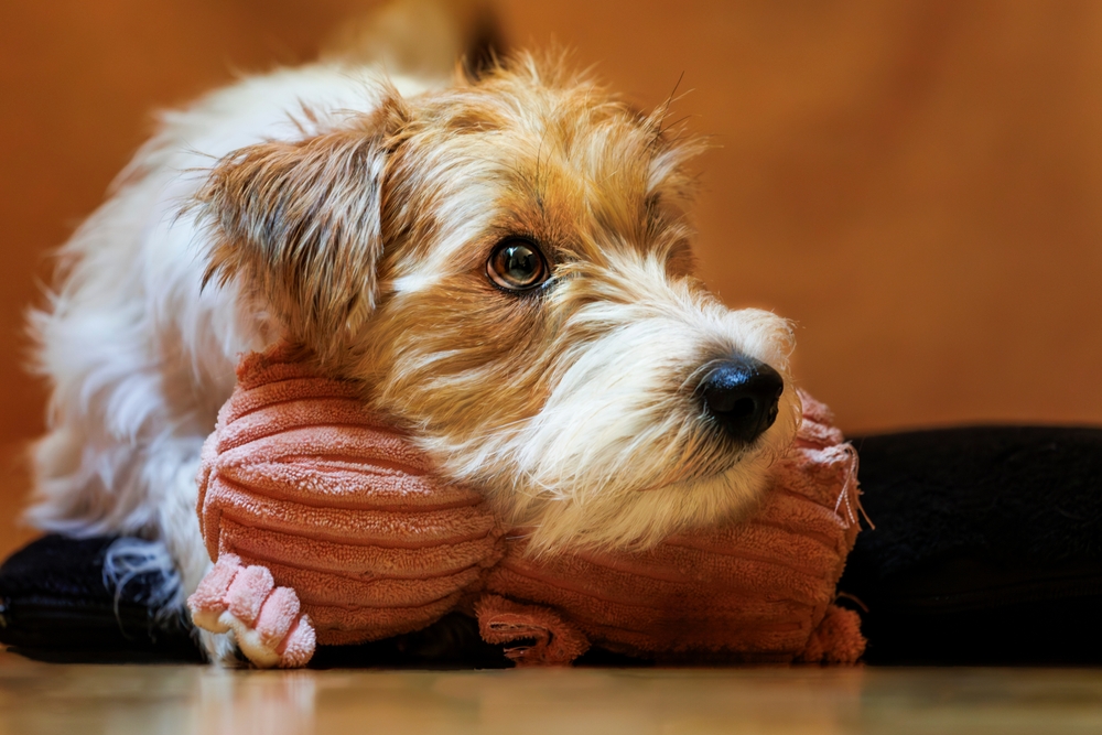 5 Things Dogs Should Never Eat and 5 That Are Good for Them