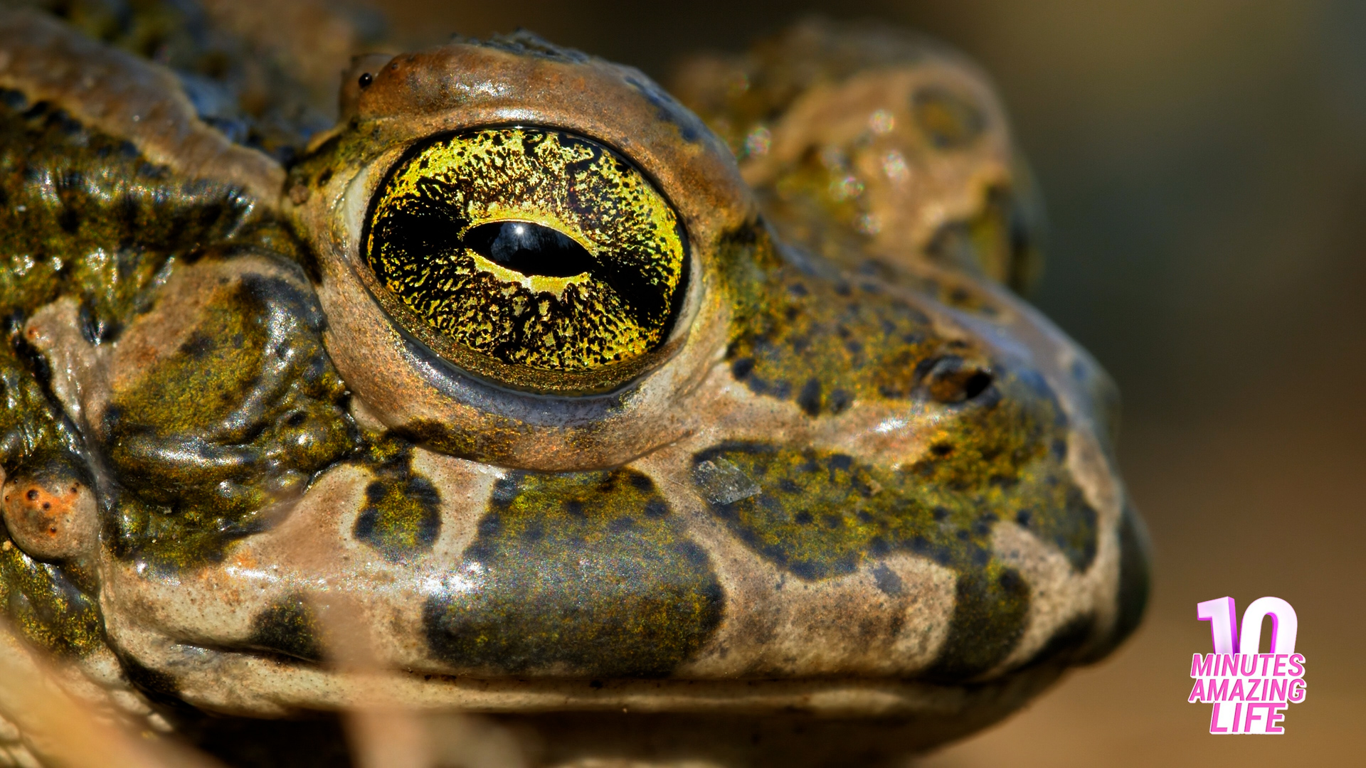 Close-Up of a Green Toad – Details of Its Striking Eye