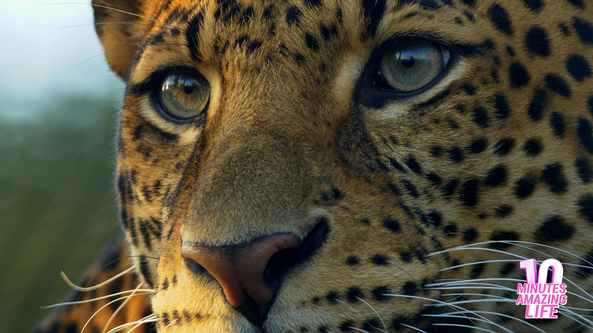Leopard Face Close-Up – The Watchful Eyes of a Big Cat