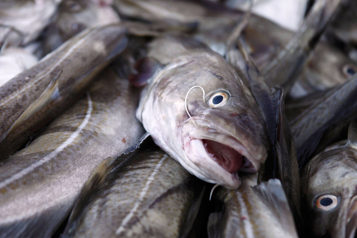 Warnings over collapsing fish stocks as experts advise ‘zero catch’ for cod