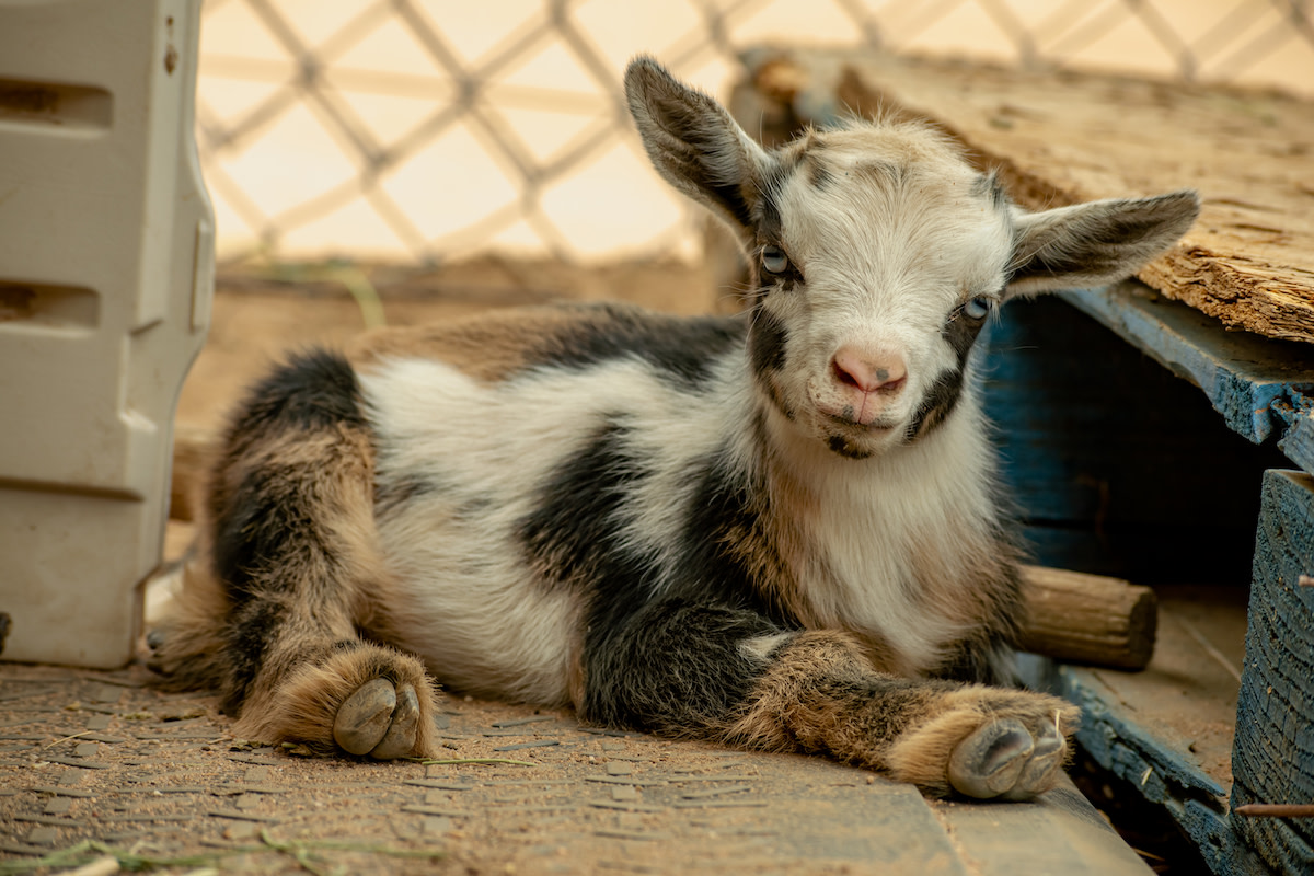 Baby Goat’s Adorable Yawn Will Put a Smile on Anyone’s Face