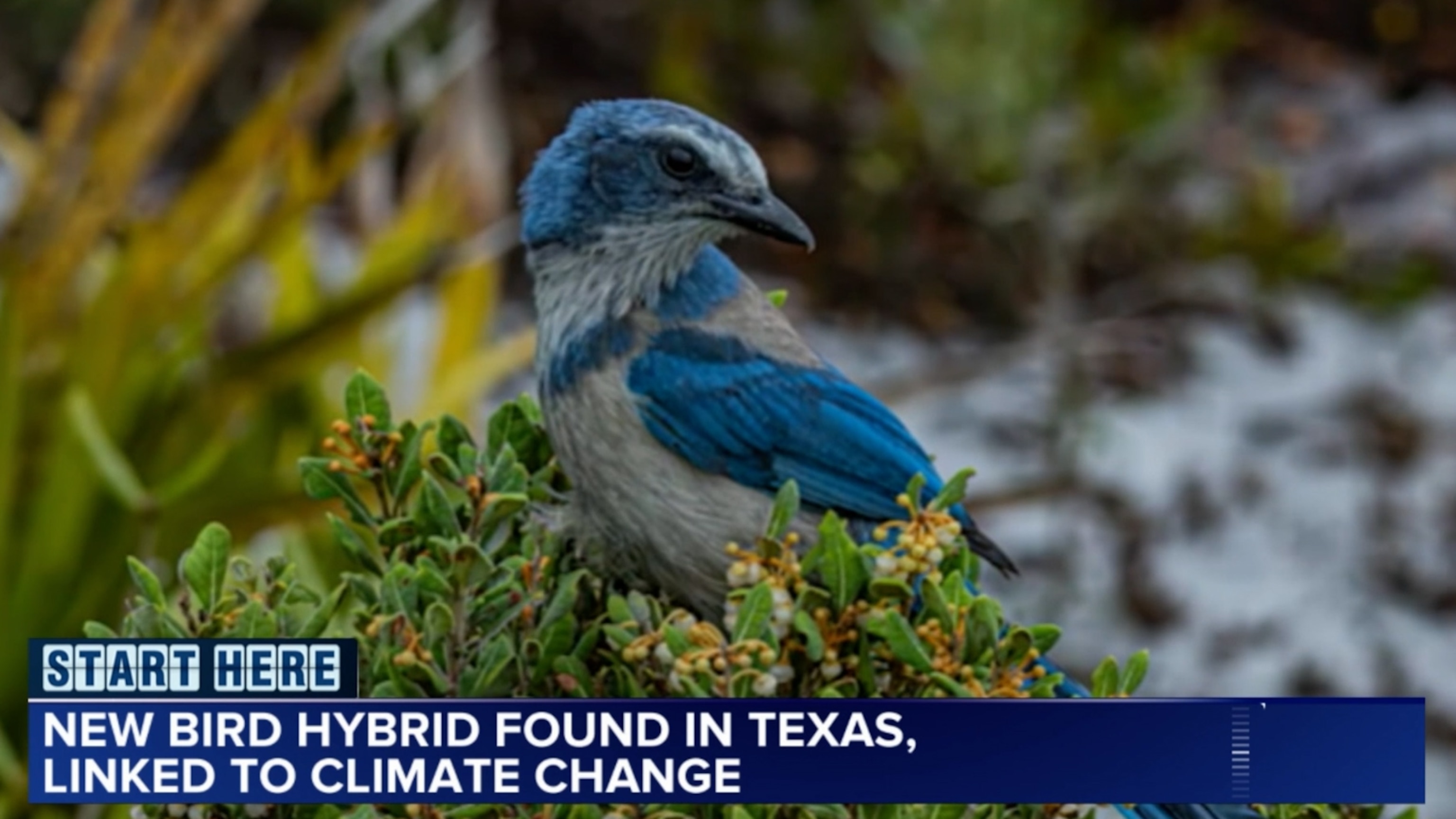 Climate change results in rare hybrid bird between green jay and blue ...