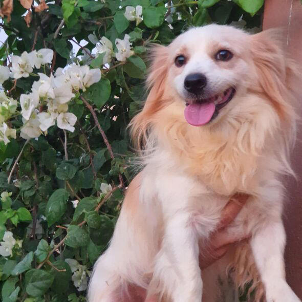 Dog dumped in small box and left for dead is desperate for new home