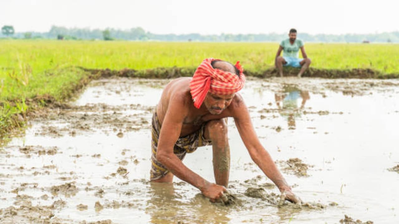 India set for Record Rice Crop Despite Heavy Rain Challenges