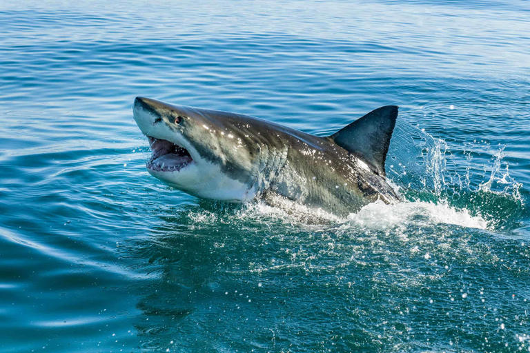 Why has no one ever seen a great white shark give birth?