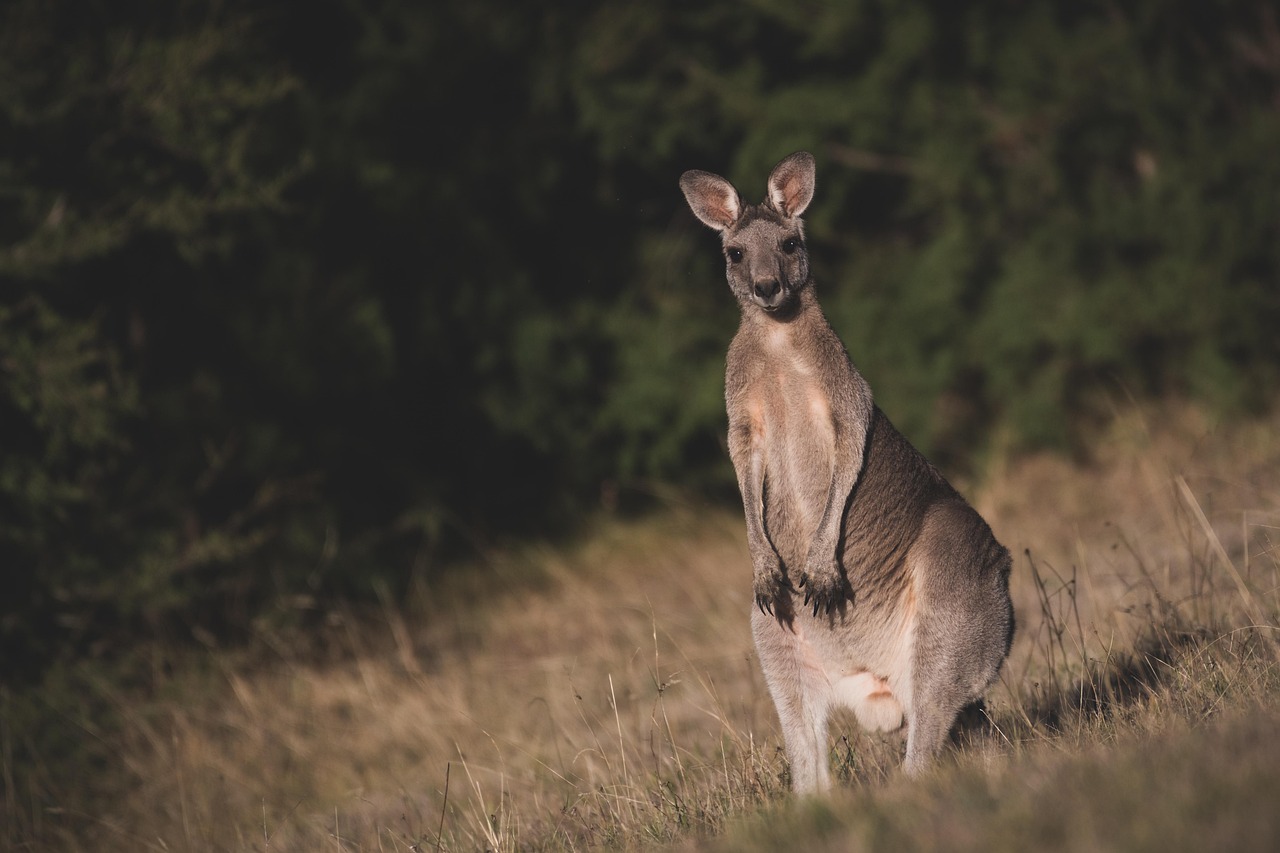 Predators Ranked by How Often They Avoid Human Contact, Research Suggests