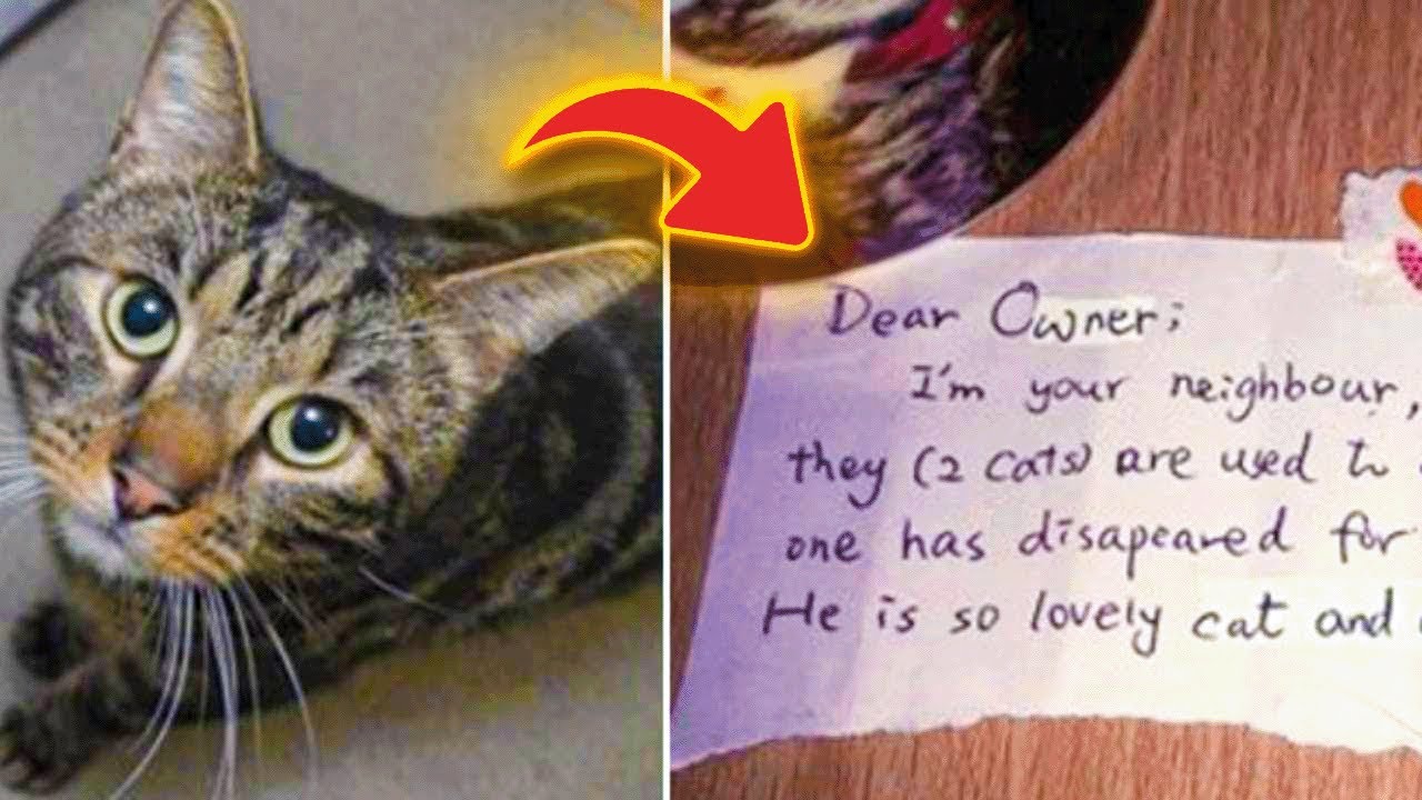 A Woman Finds A Lone Cat Clawing At Her Window In Deep Snow What She ...