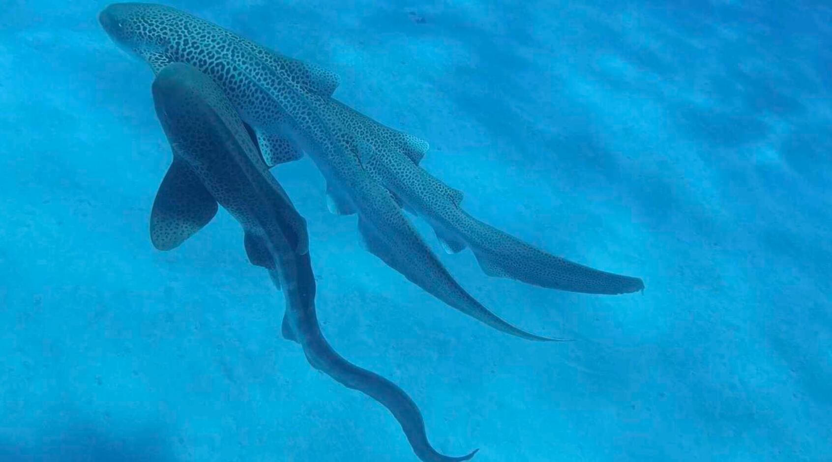 First-Ever Recording of Leopard Sharks Mating Reveals Shock ‘Threesome’
