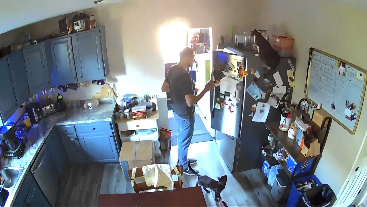 Two playful cats cause chaos at the kitchen in Roanoke, Virginia, USA