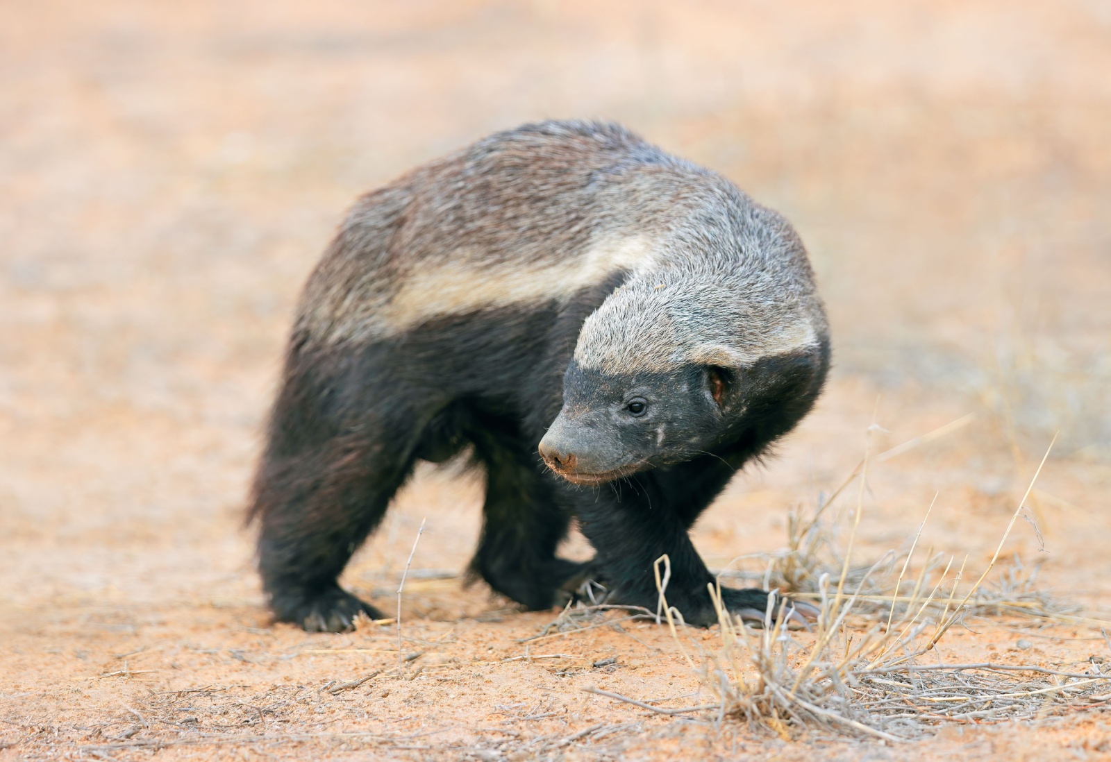 These Tiny Animals Can Take Down Creatures 10 Times Their Size