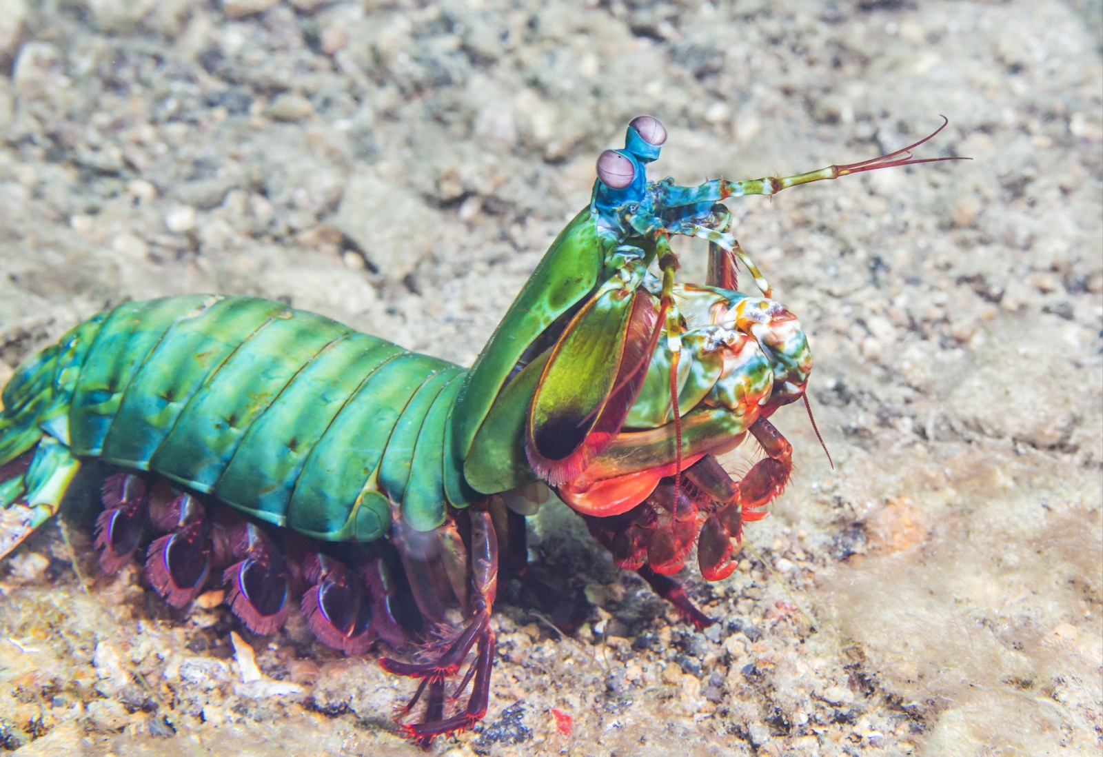 These Tiny Animals Can Take Down Creatures 10 Times Their Size