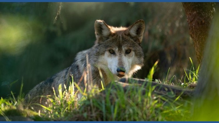 Wolves return to Woodland Park Zoo; pack of endangered Mexican gray wolves makes first appearance