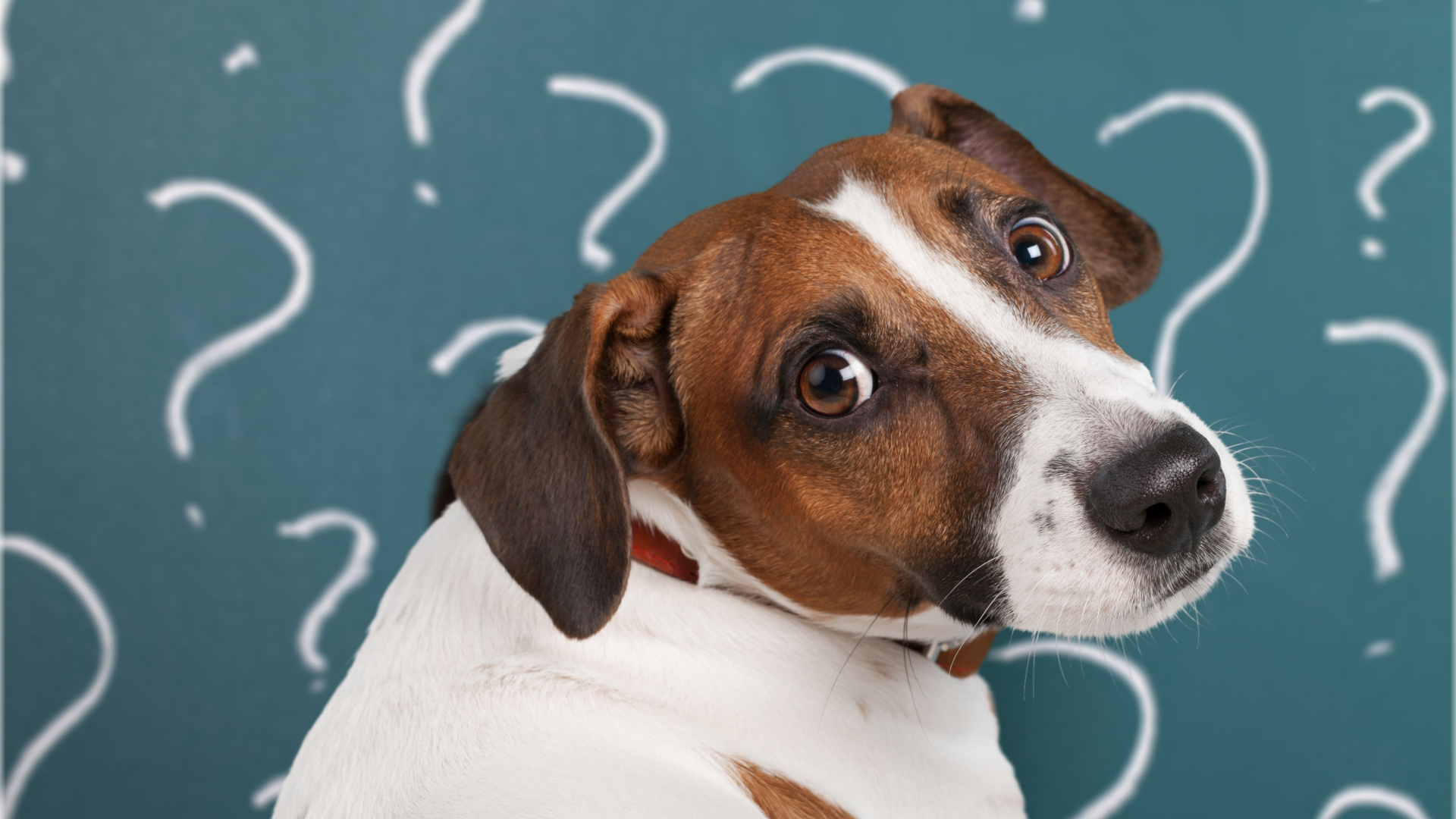 12 Myths About Dogs That Aren’t True