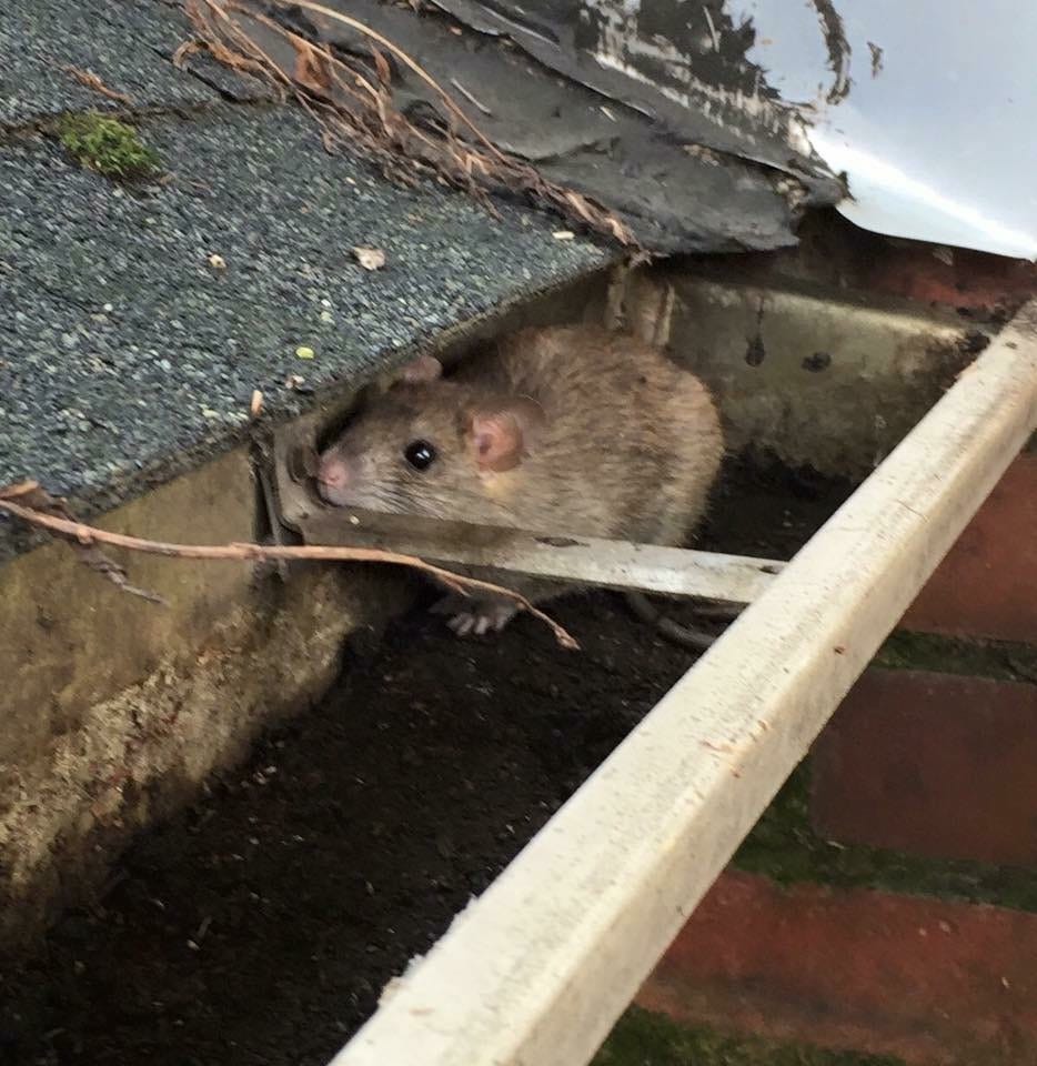 Here's how to keep rats and mice away as fall makes your home more ...