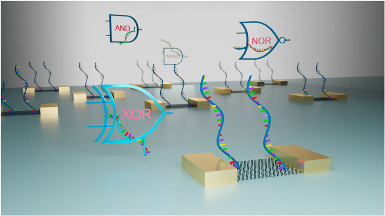 Biomolecular computing shows potential for next-generation integrated ...