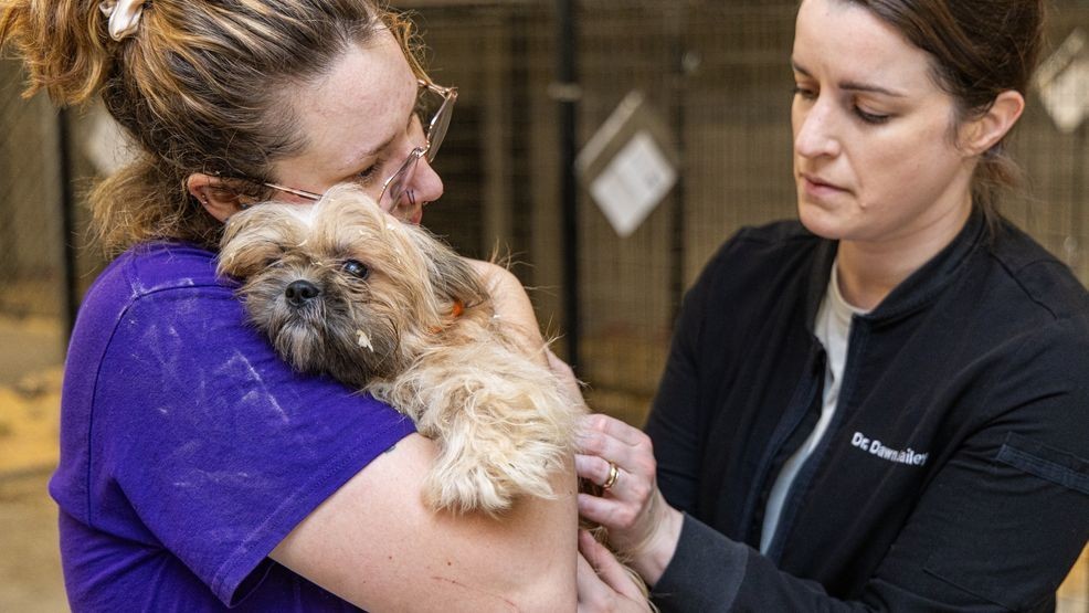 ARL of Iowa rescues more than 100 dogs from toxic conditions in ...