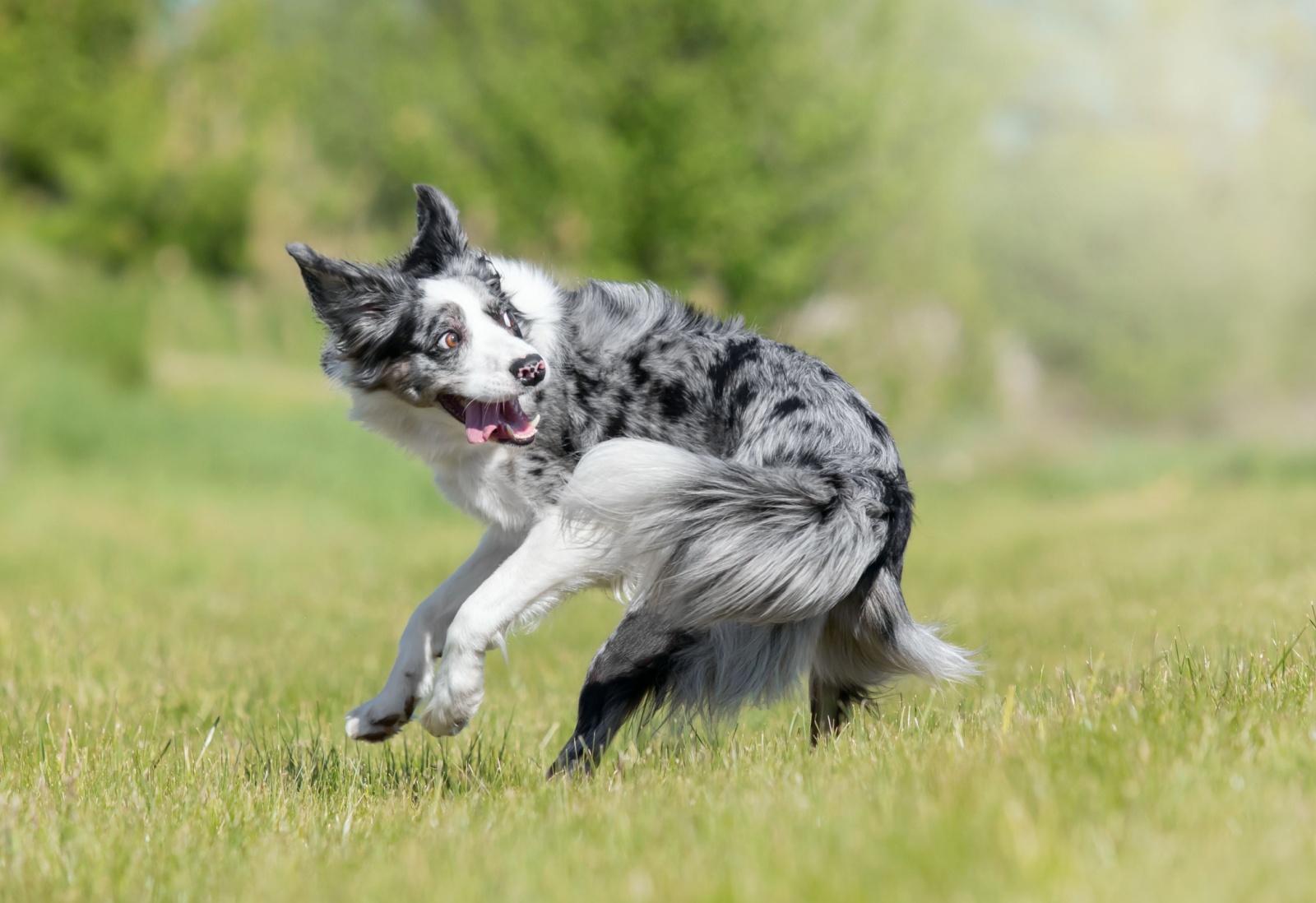11 Gorgeous Dogs That Come With Some Behavior Challenges