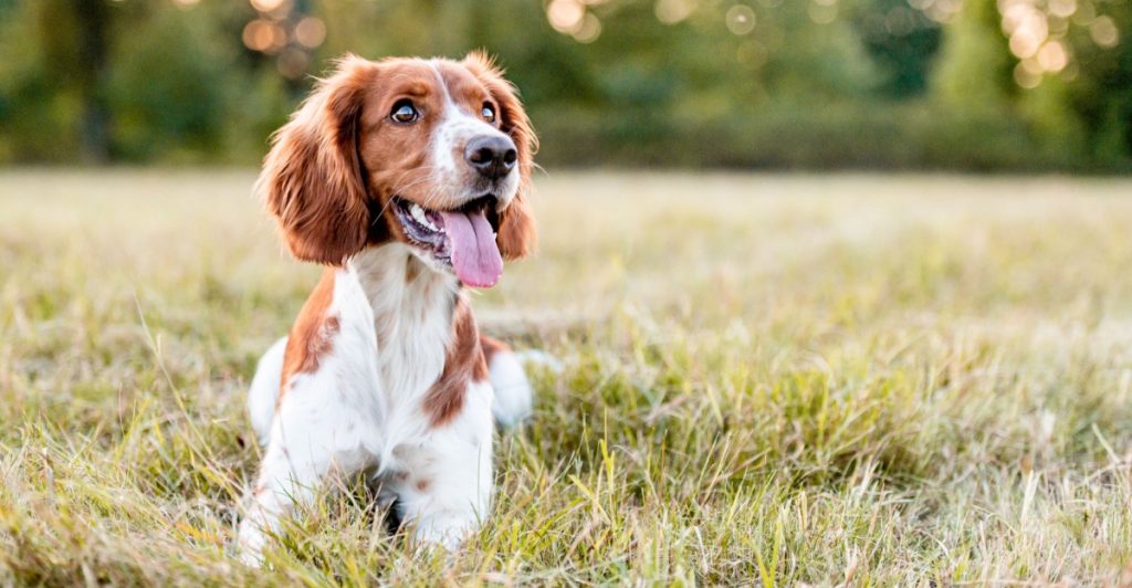 Hundtränare avslöjar vilken ras han ”hatar” – trots att den är väldigt ...