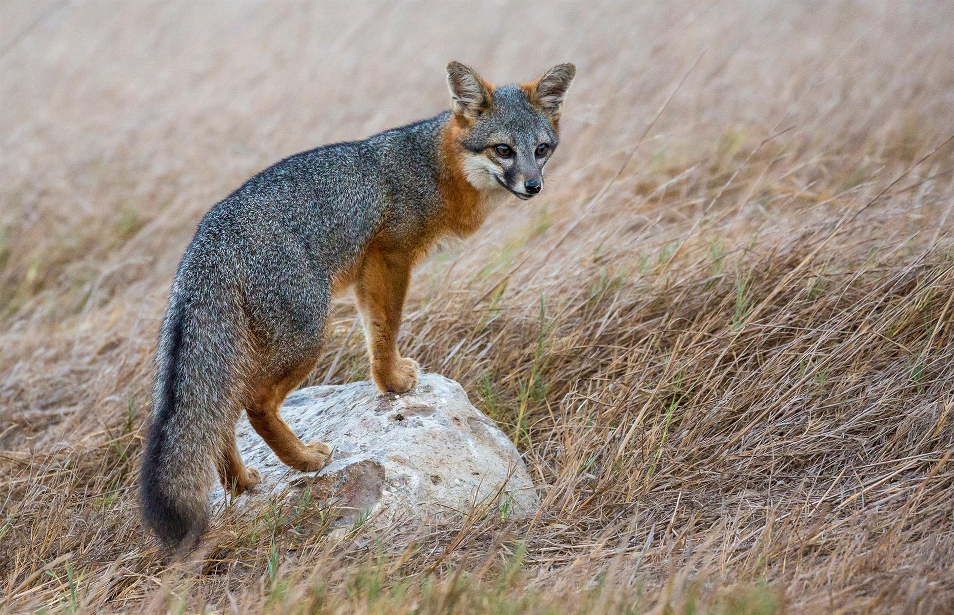 North America's rarest animals and where to find them