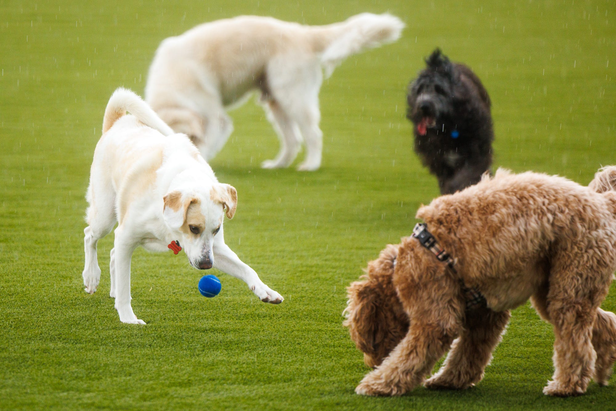 New Arizona law requires owners to share contact information after dog bite