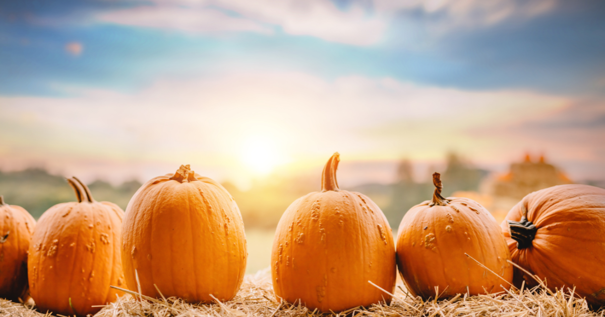 10 Pumpkin Patches in Alabama Perfect for a Fall Day Trip