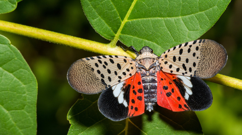 How To Identify Spotted Lanternfly Egg Masses & Get Rid Of The Invasive ...