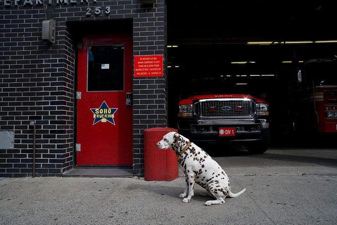 Why Are Dalmatians Fire Dogs? Historians Explain