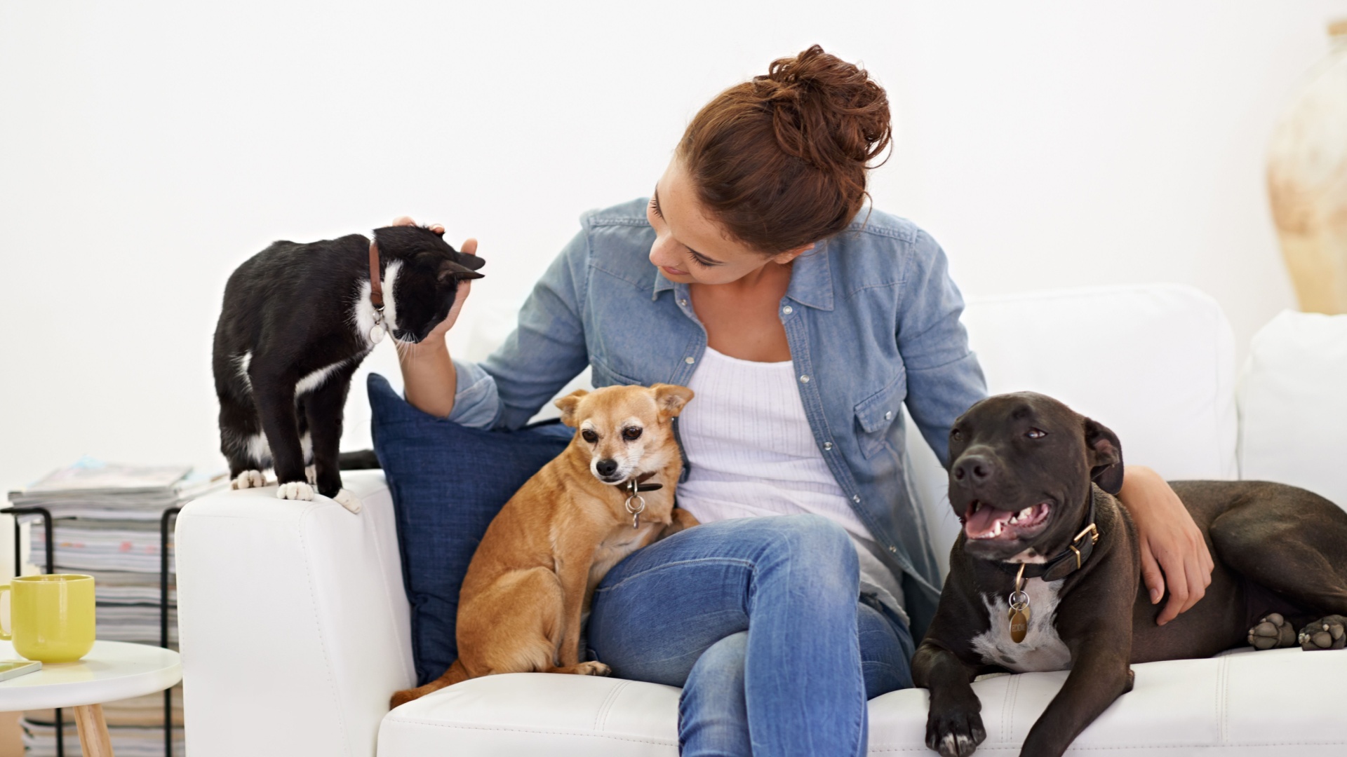 10 Things Pets Do That Show They Miss You