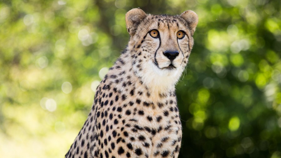 Topeka Zoo’s cheetah has been put down