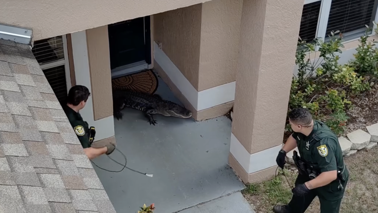Watch: Drone video shows police lassoing gator at Florida home