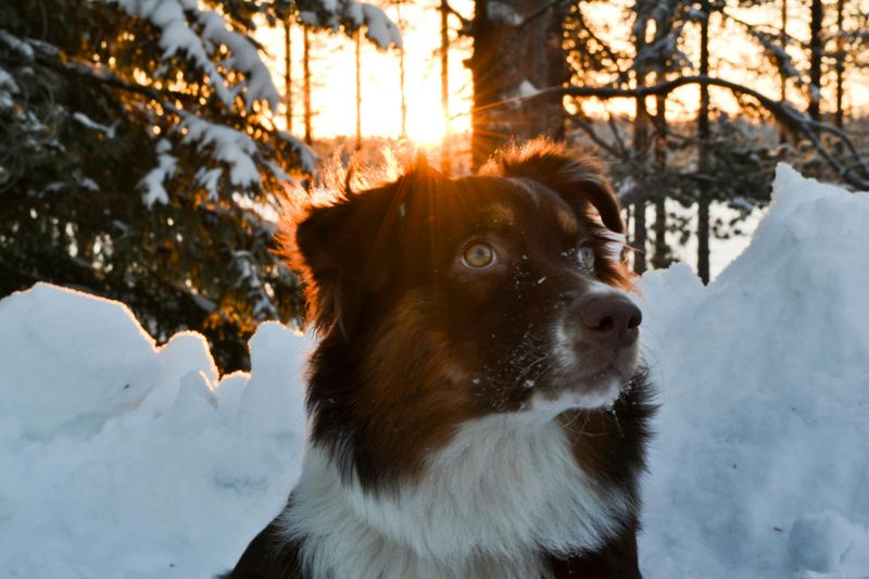 13 Dog Breeds Known For Their Incredible Eyes