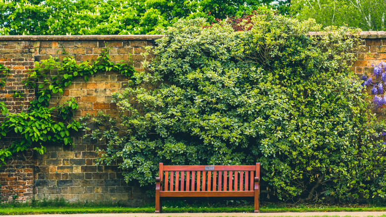 8 Vines That Double As Ground Covers To Suppress Weeds