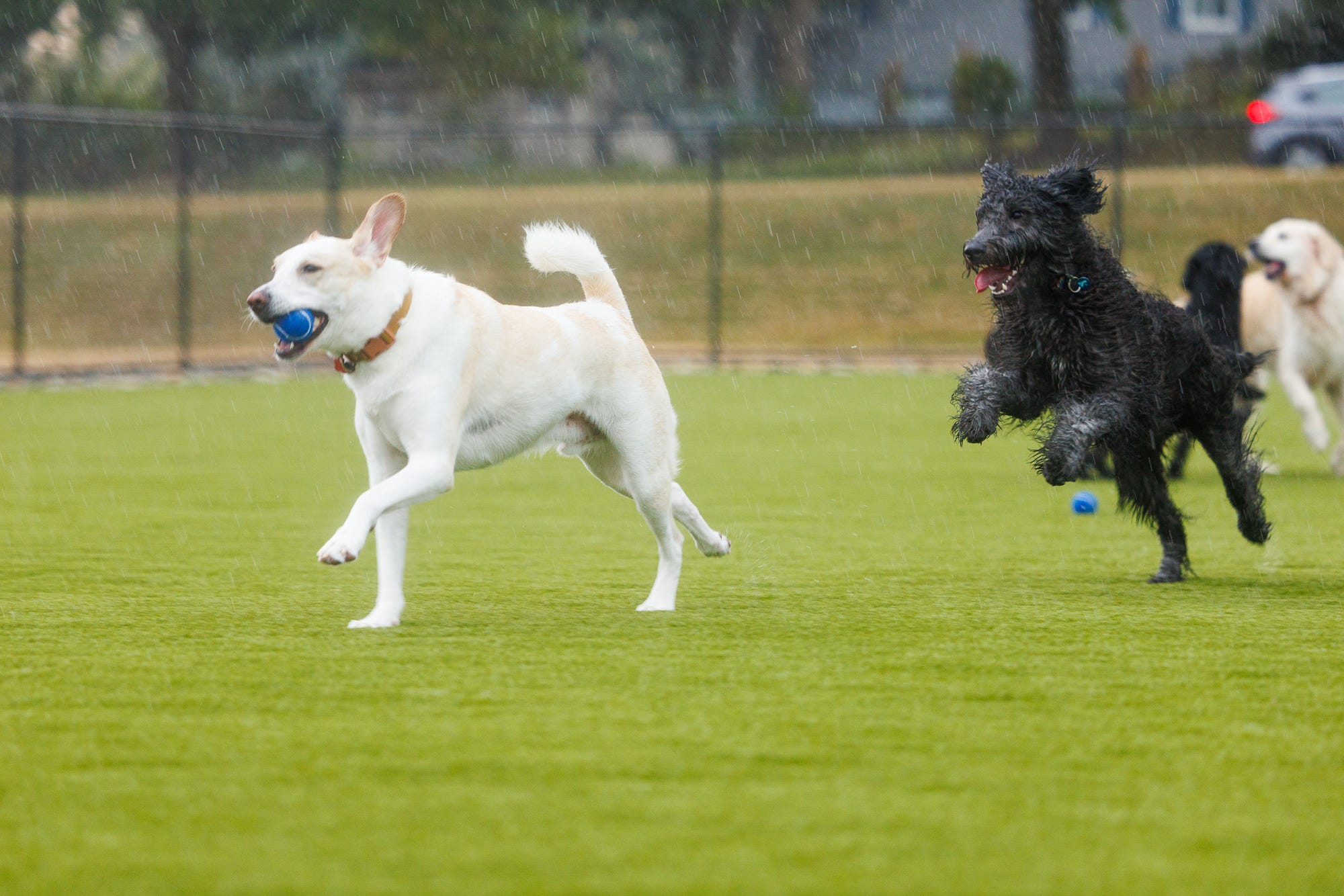 New hangout for Hanover's hounds: YMCA opens first dog park in the borough