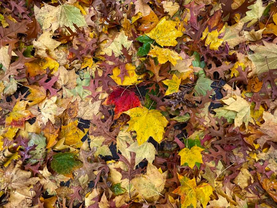 Dozens of new zones added to Leaf Day in Portland. Did your home make ...