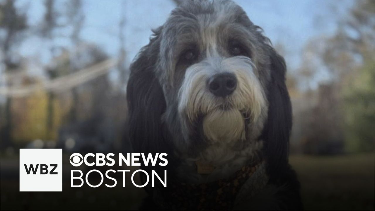 Massachusetts police department therapy dog killed in car crash