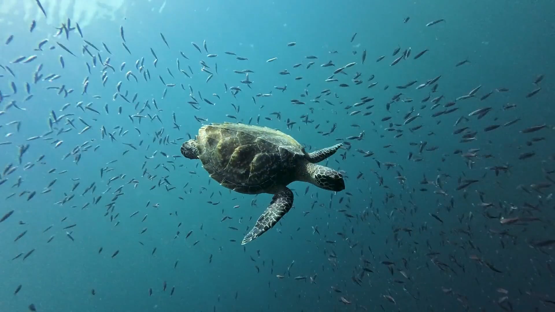 Sea Turtles Up Close: Fascinating Underwater Footage