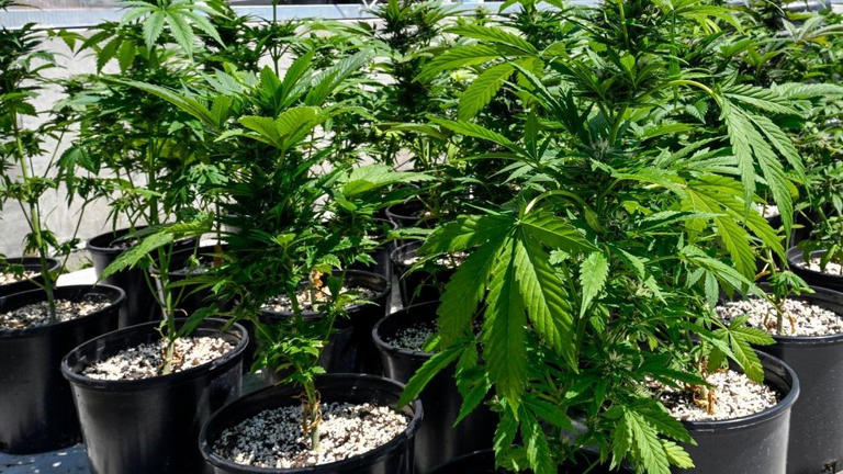 Police raid 'Circus House' in Centralia, arrest 14 people on drug charges